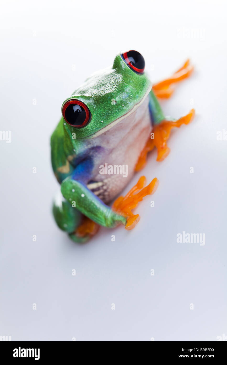 Frog - small animal red eyed Stock Photo - Alamy