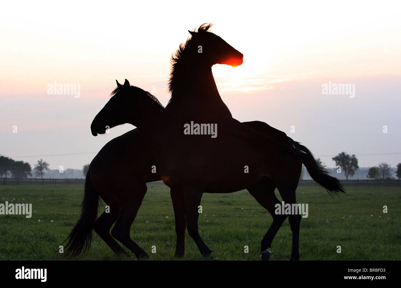 Two stallions fighting in the morning sun Stock Photo - Alamy
