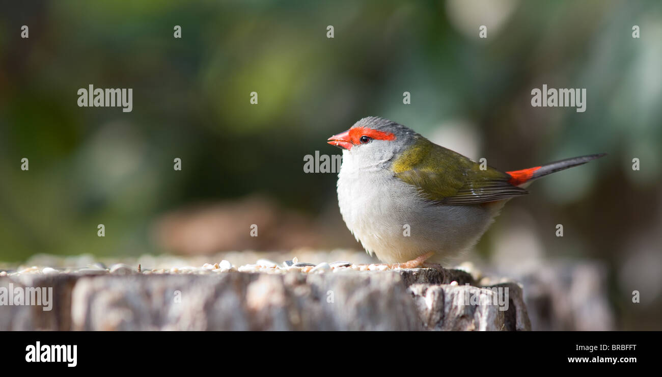 Red Browed Firetail (Neochmia temporalis), NSW, Australia Stock Photo ...