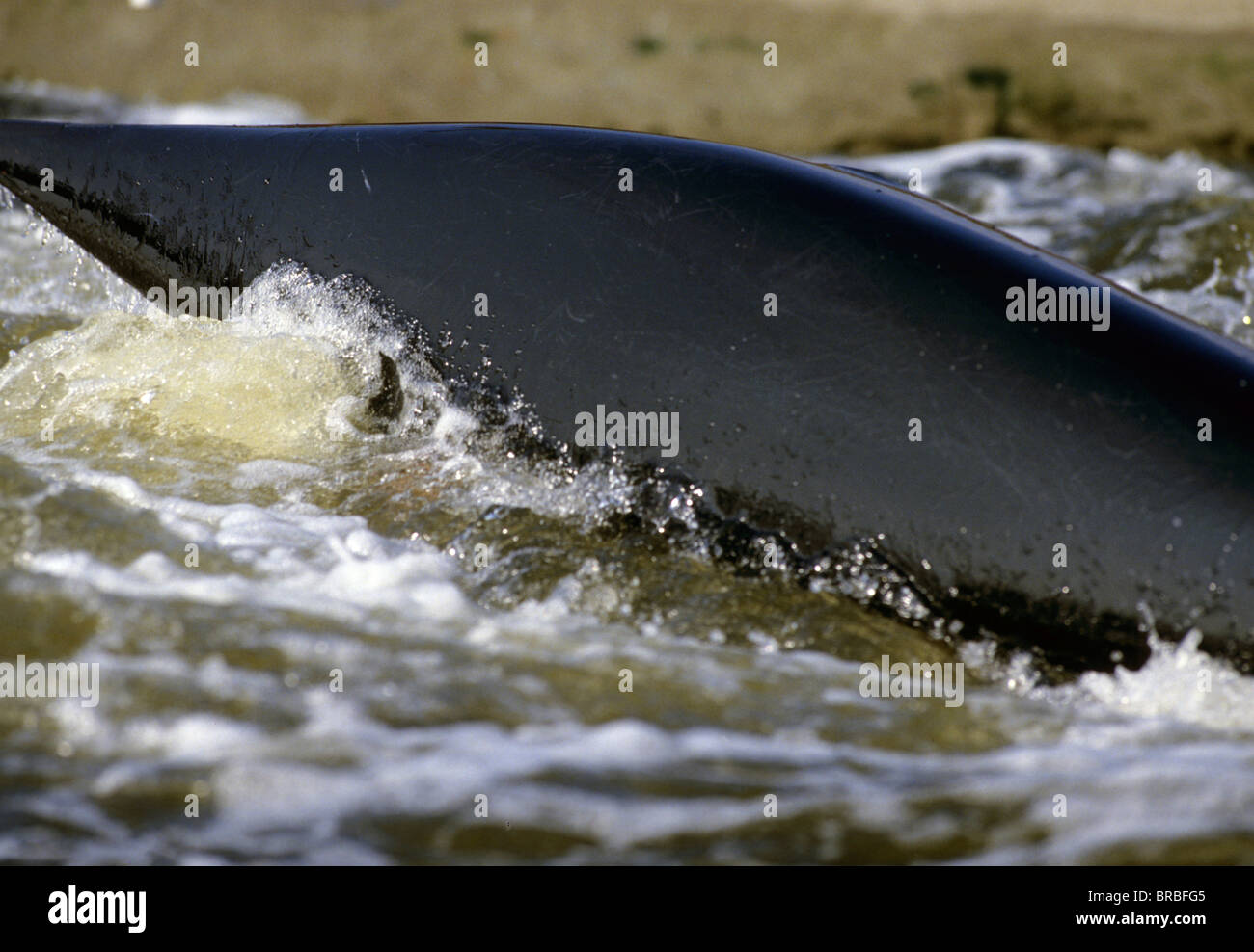 Kayak flipped over Stock Photo - Alamy