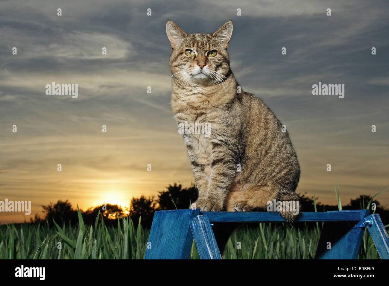sunset: tabby cat - sitting on a ladder Stock Photo - Alamy