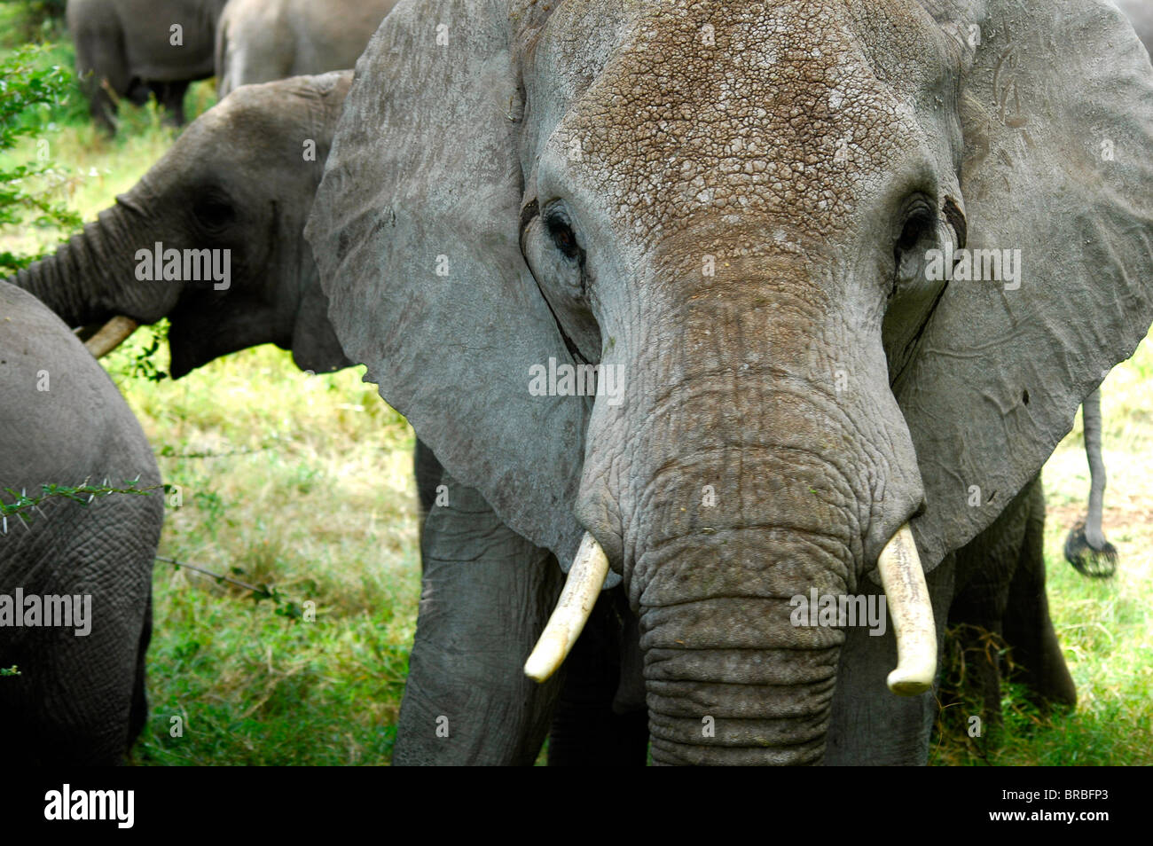 A large African bull elephant Stock Photo - Alamy