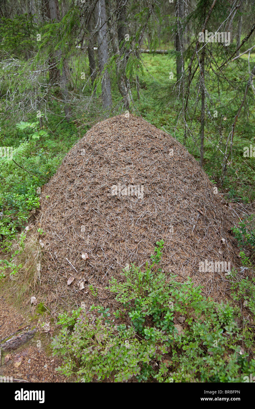 southern wood ant - ant hill Stock Photo - Alamy