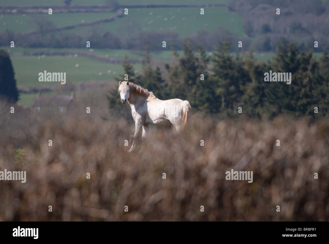 A beautiful grey Welsh Mountain pony stallion Stock Photo - Alamy