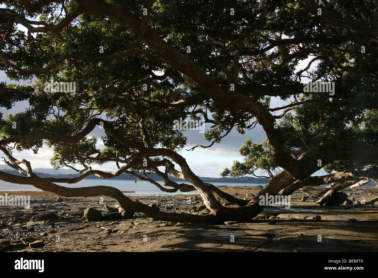 Stooping Tree Branches Growing Along Ground at North shore, New Zealand ...