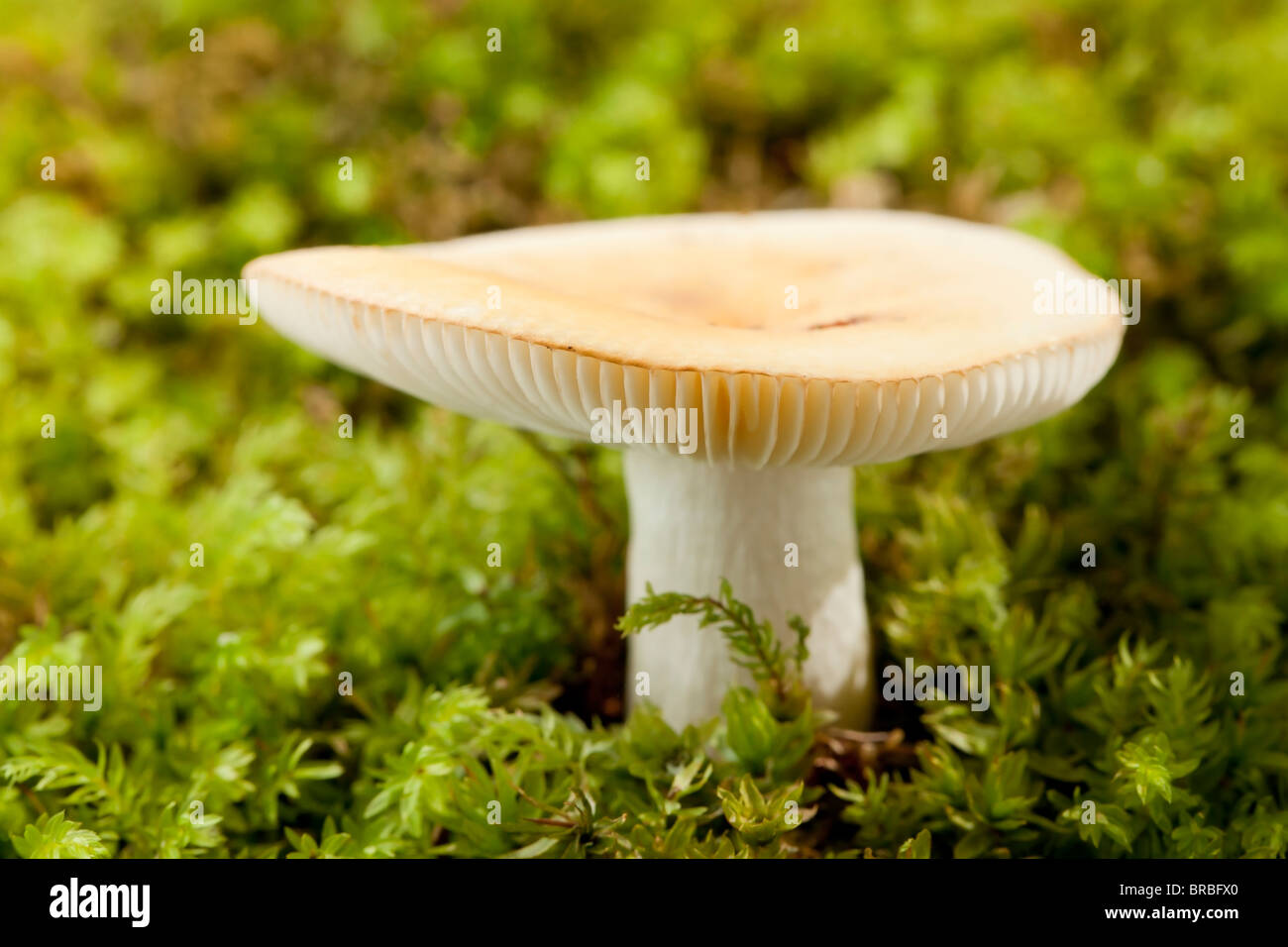 False death cap mushroom (Amanita citrina Stock Photo - Alamy