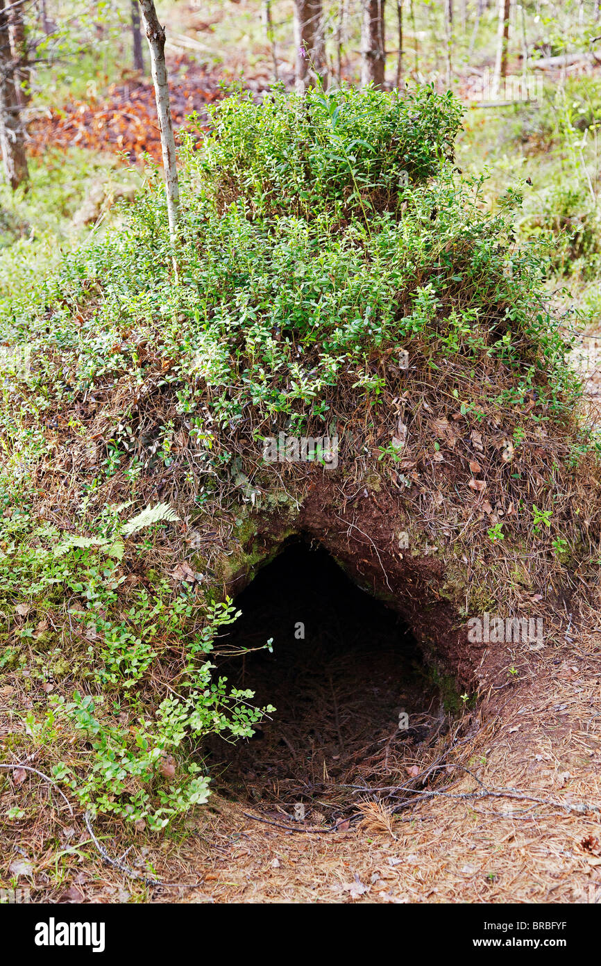 lair of a brown bear Stock Photo - Alamy