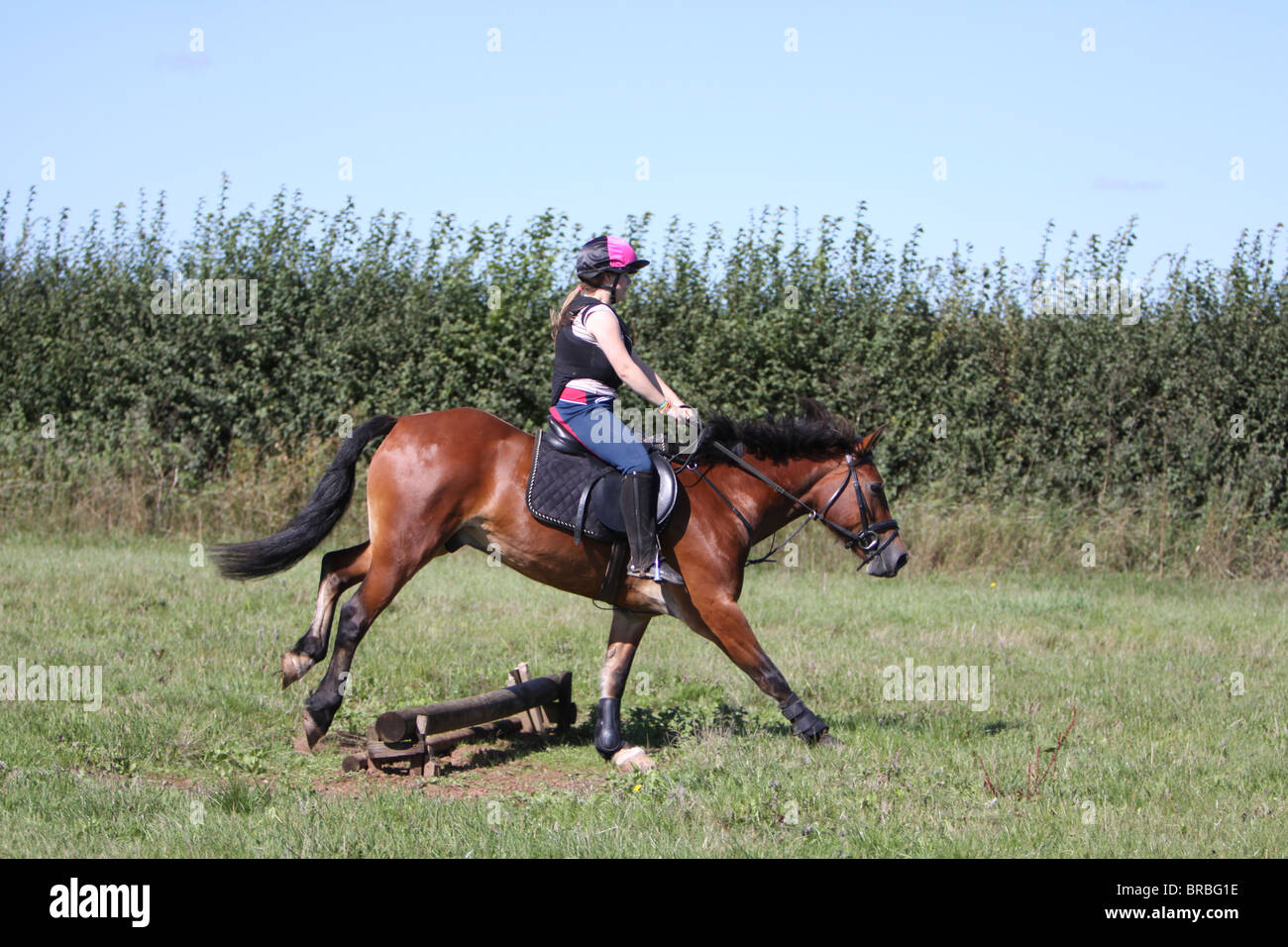 A teeage girl riding a beautiful bay Welsh Cob Stock Photo - Alamy