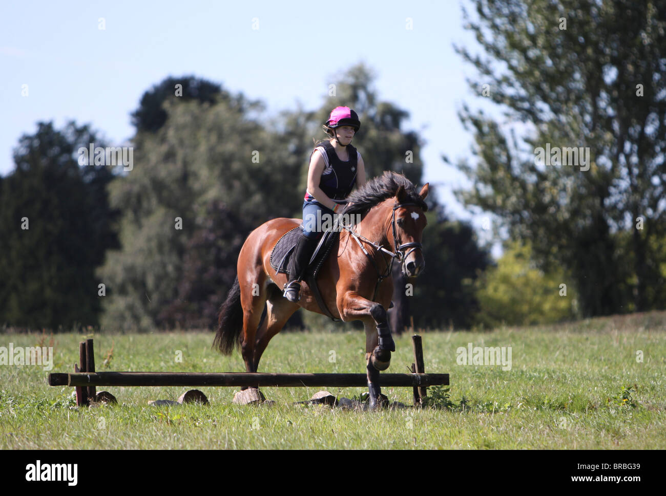 A teeage girl riding a beautiful bay Welsh Cob Stock Photo - Alamy