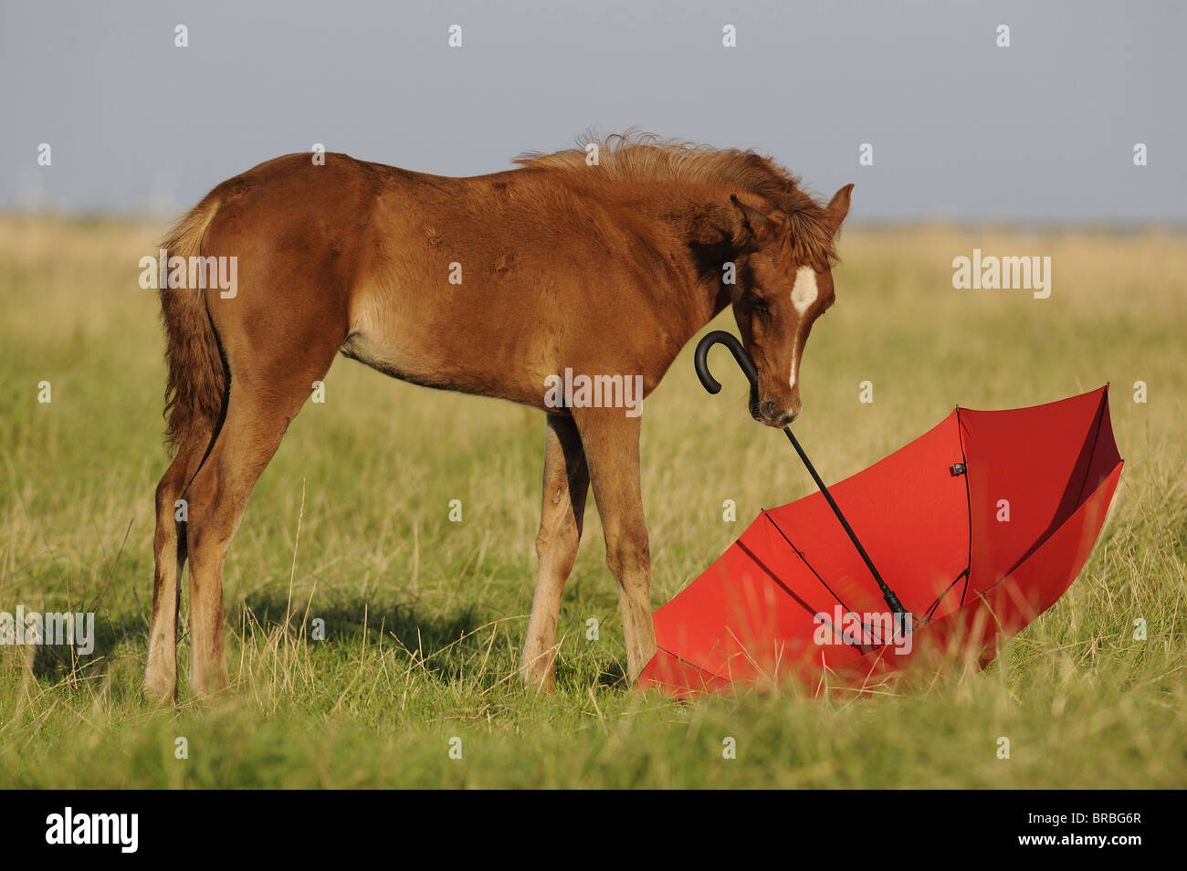 Domestic Horse (Equus ferus caballus). Foal playing with a red umbrella ...