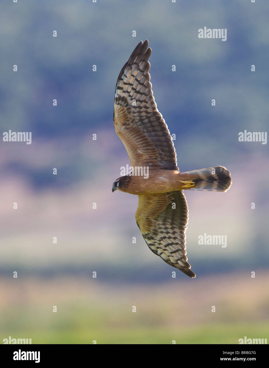 Montagu harrier Circus pygargus hunting whilst on migration Stock Photo ...