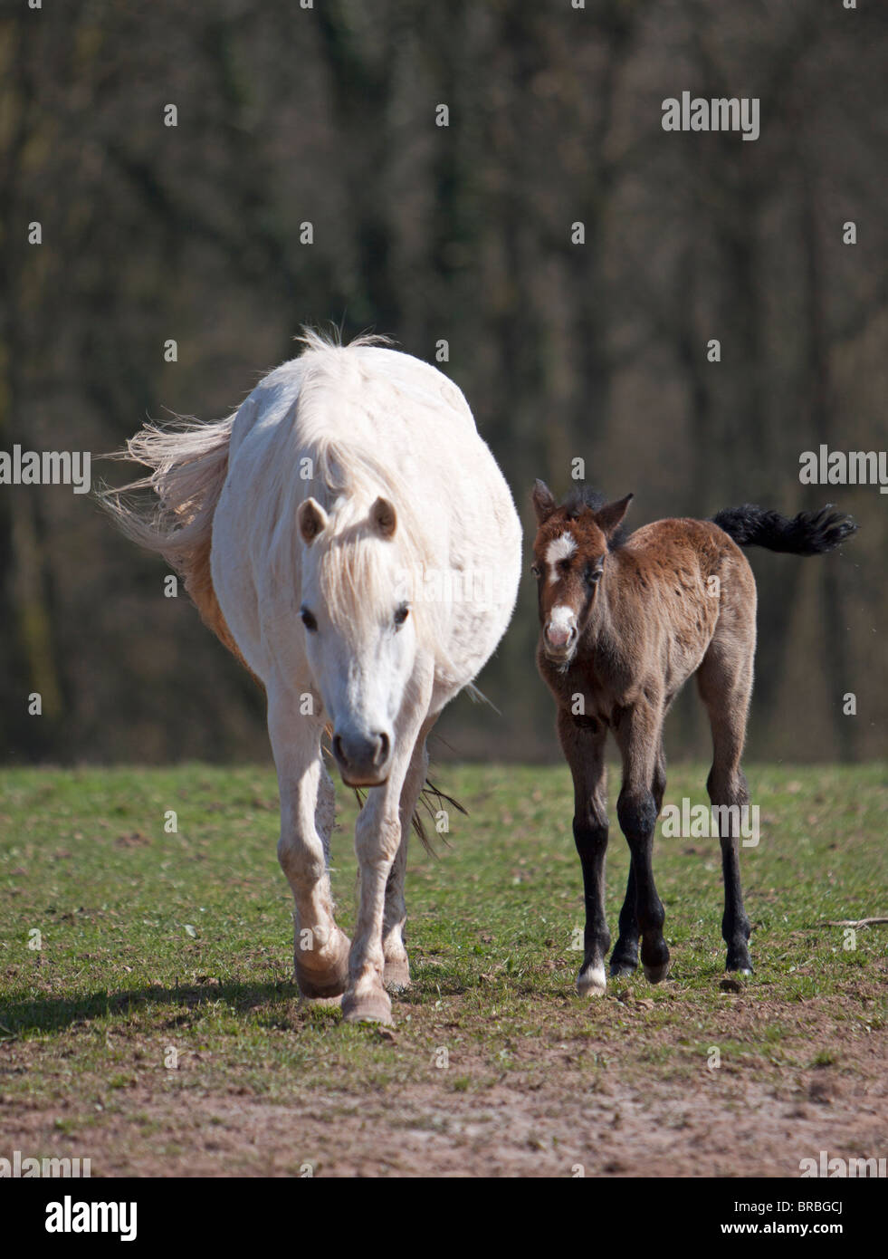 Grey Welsh Mountain pony mare with her very young brown foal Stock ...