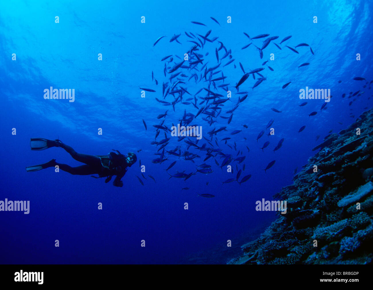 Deep sea diver with school of small fish Stock Photo - Alamy