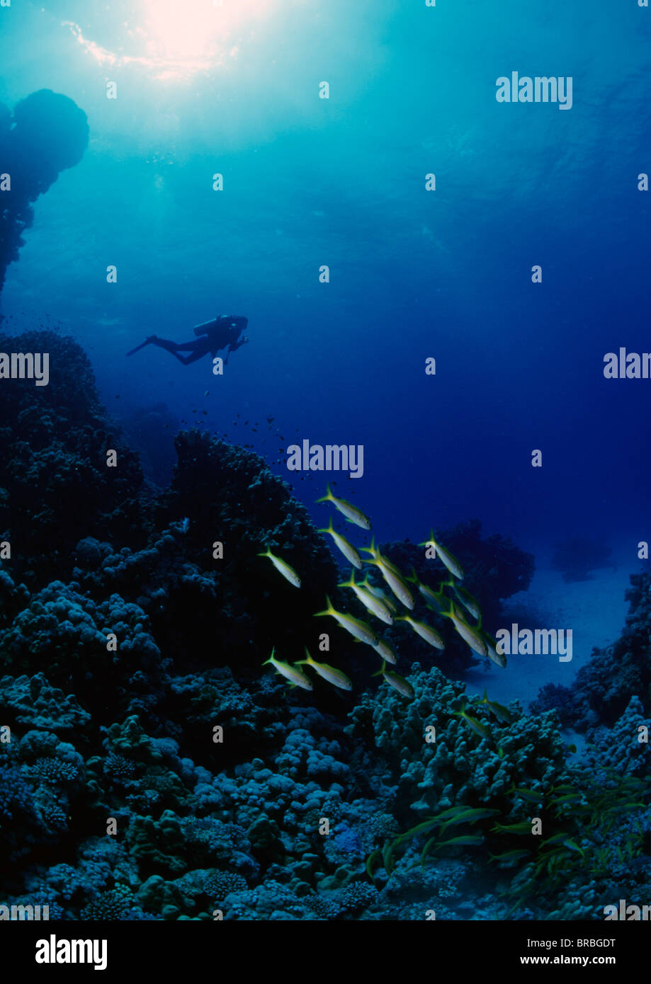 Small deep sea fish hi-res stock photography and images - Alamy