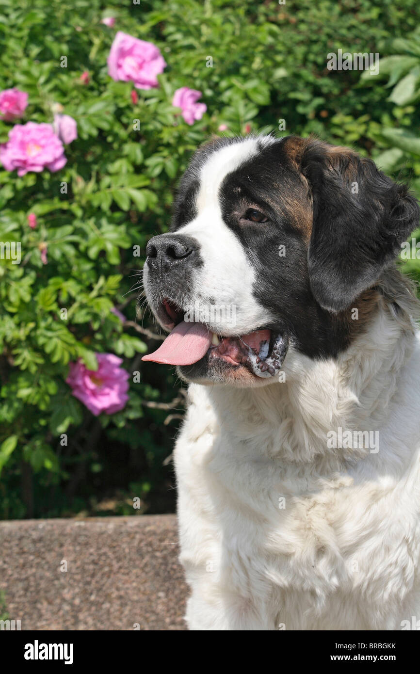 St bernard dog hi-res stock photography and images - Alamy
