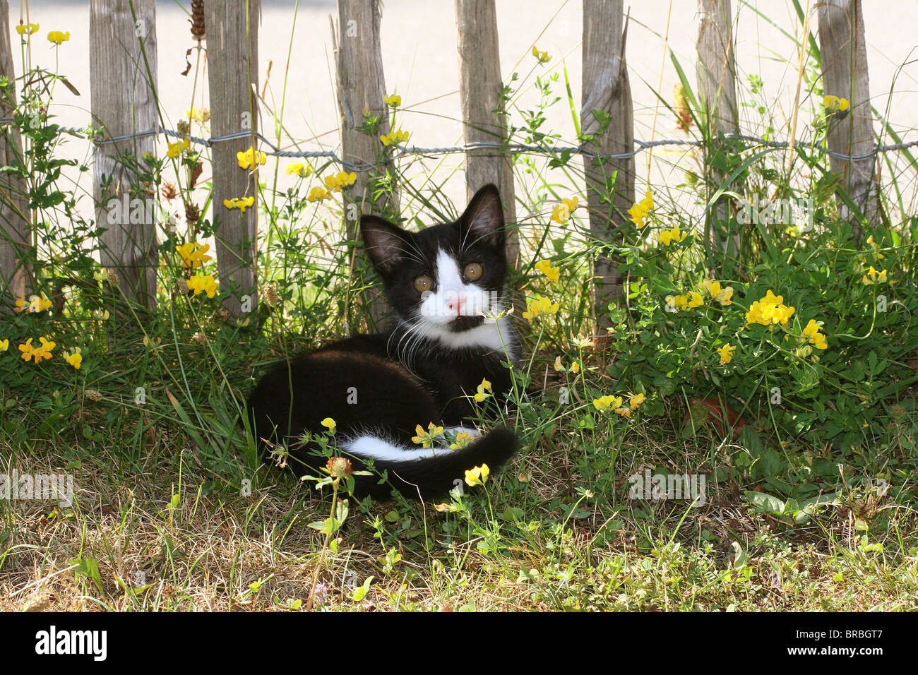 Kitten between grass hi-res stock photography and images - Alamy