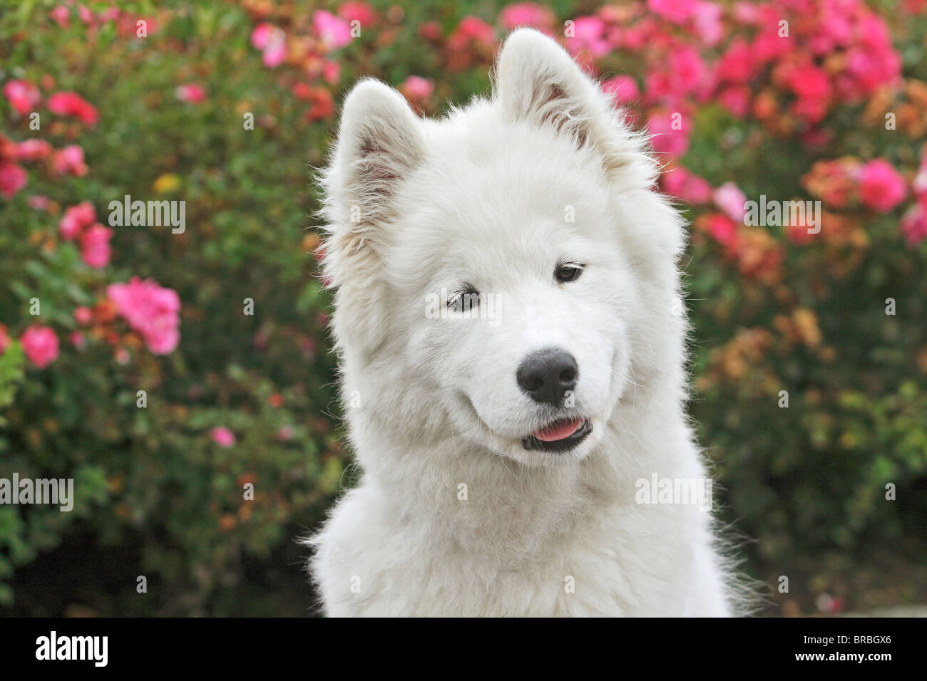 Samoyed dog - portrait Stock Photo - Alamy