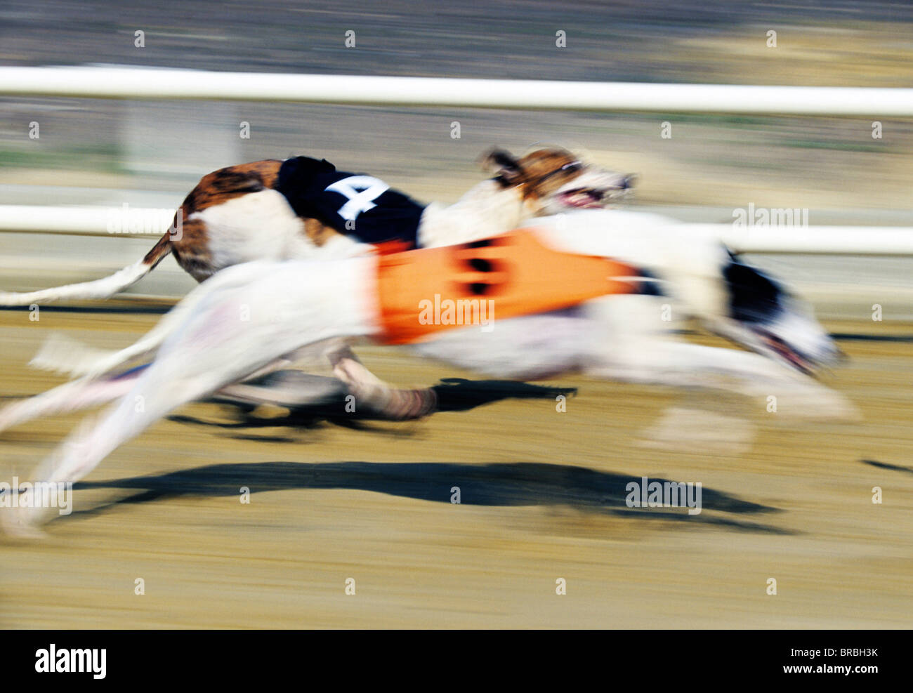 Greyhounds racing hi-res stock photography and images - Alamy
