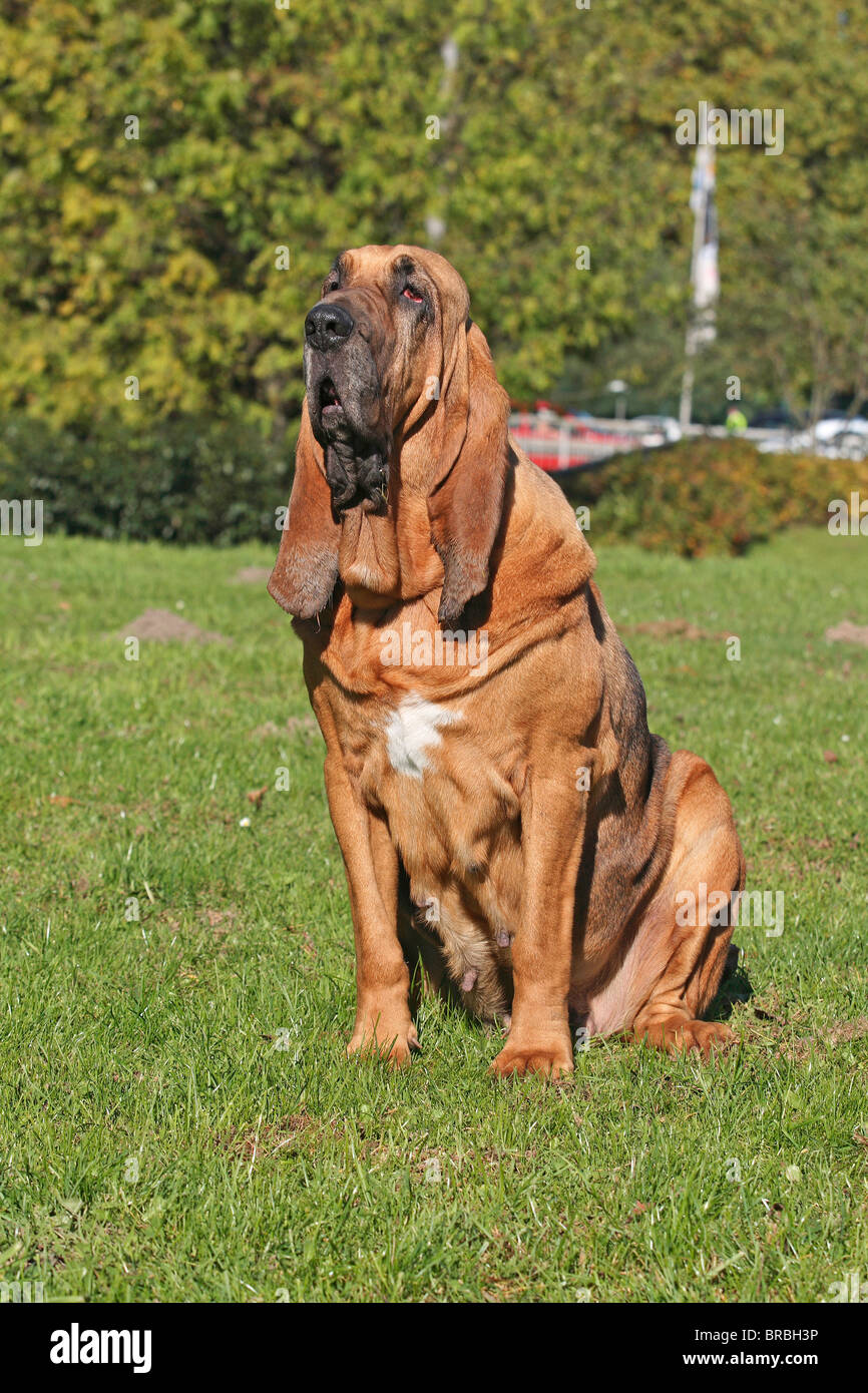 Bloodhound - sitting on meadow Stock Photo - Alamy