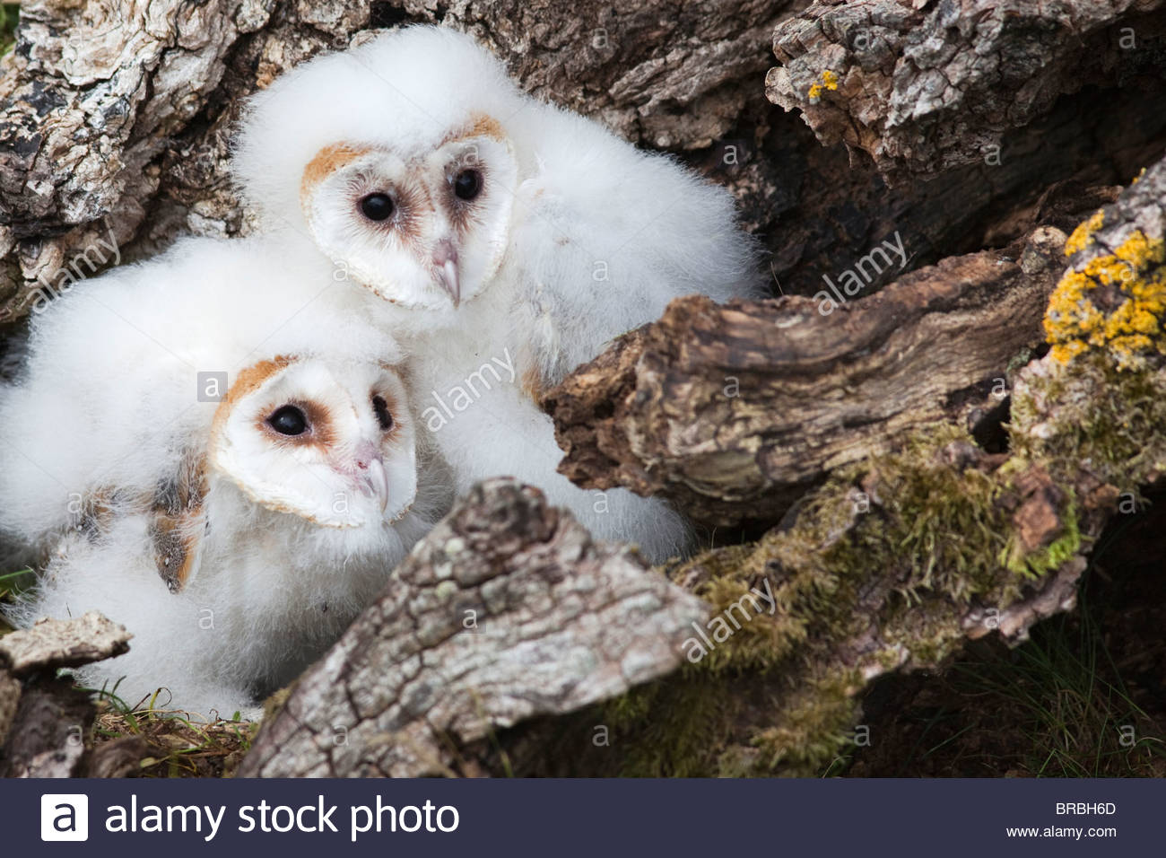 Owl Chicks High Resolution Stock Photography and Images - Alamy