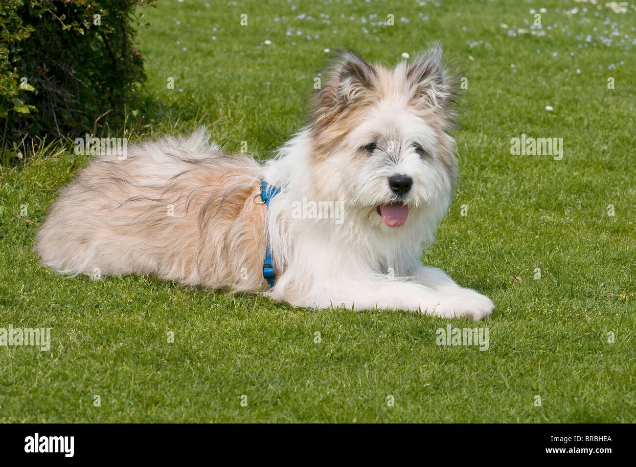 young Great Elo dog - lying on meadow Stock Photo - Alamy