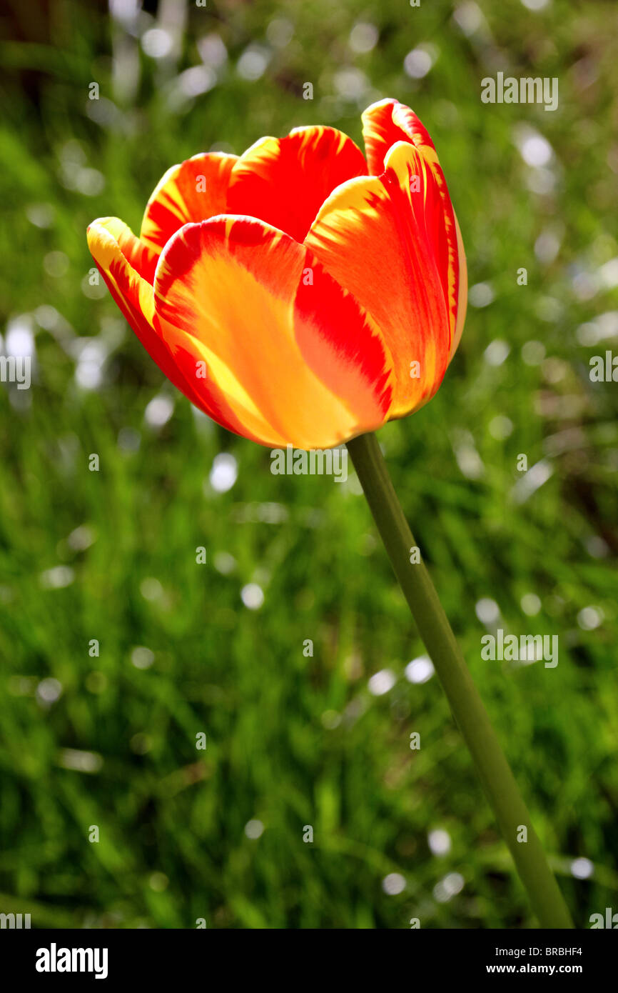 Single red tulip on the green background Stock Photo - Alamy