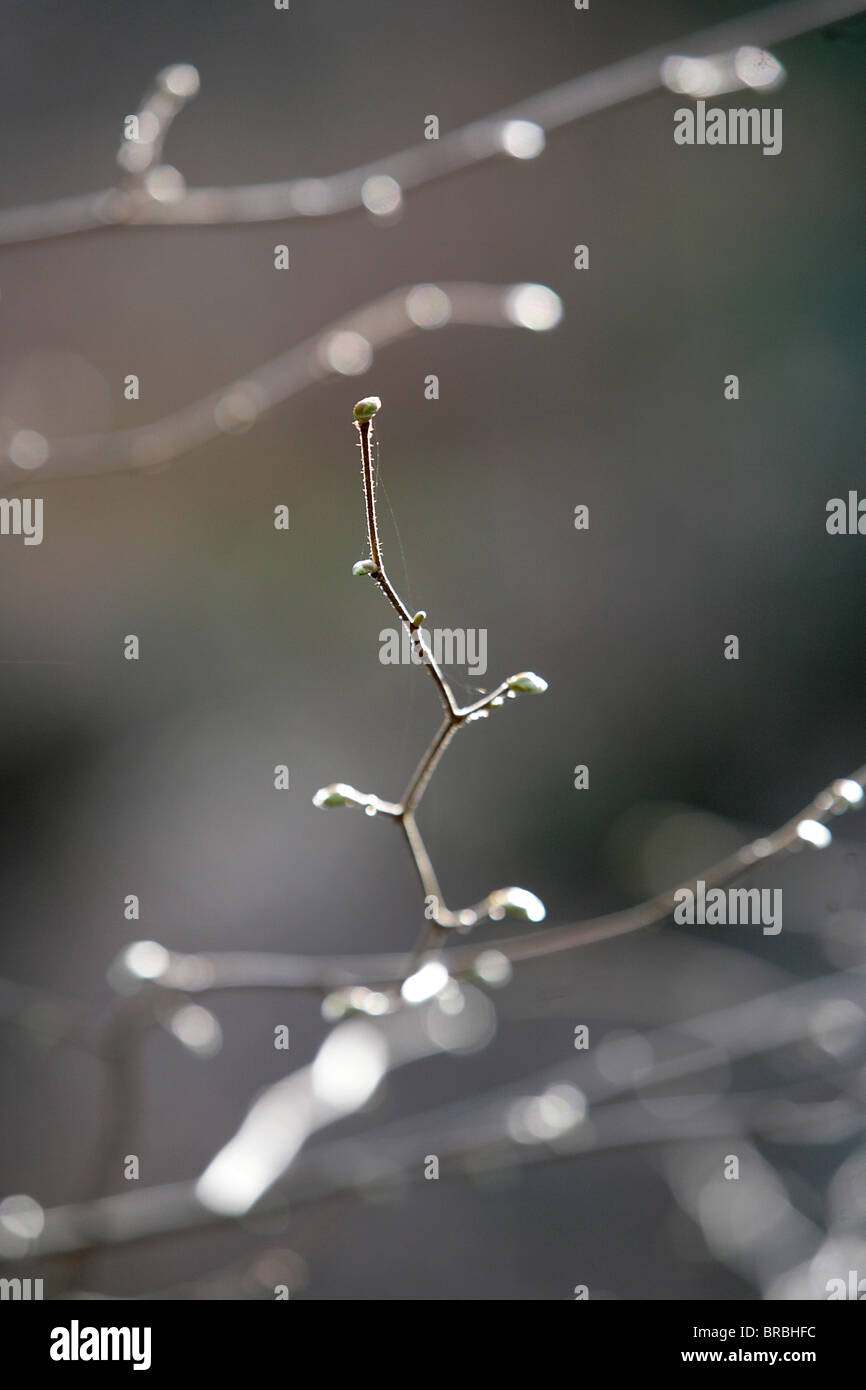 Twig In French at Stephanie Le blog