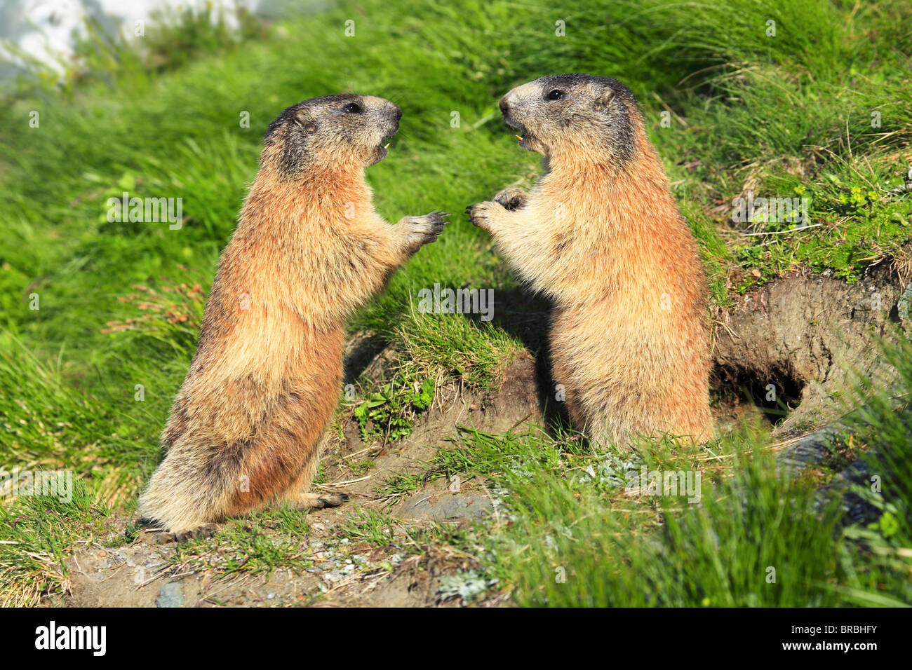 two Alpine marmots - fighting Stock Photo - Alamy