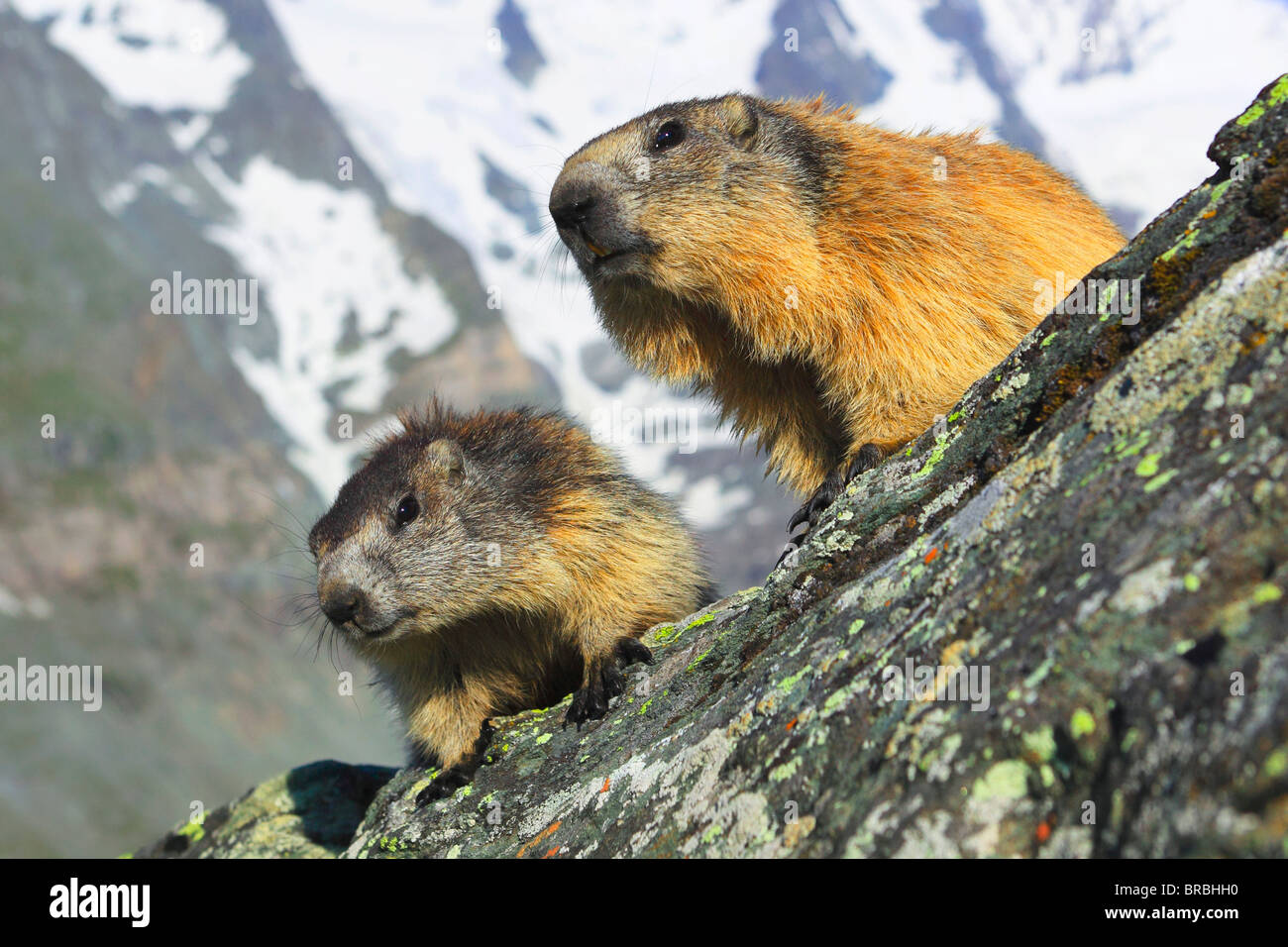 two Alpine marmots Stock Photo - Alamy