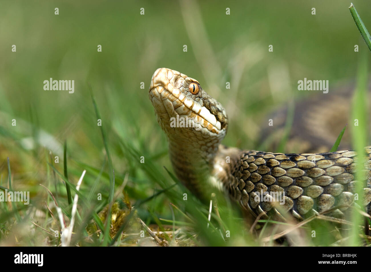Adder hi-res stock photography and images - Alamy