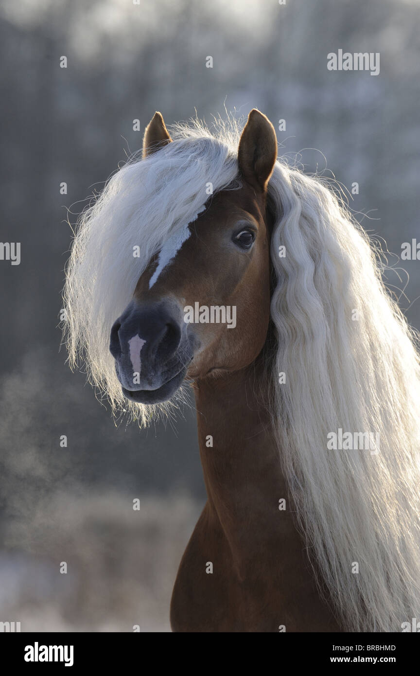 Haflinger stallion hi-res stock photography and images - Alamy