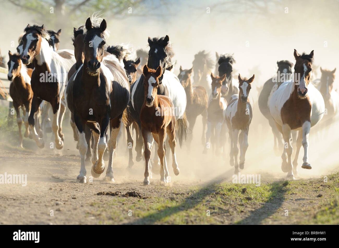 Lewitzer Horse (Equus ferus caballus), mares with foals in a gallop on ...