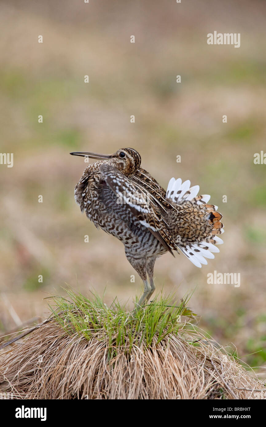 Great Snipe (Gallinago media), male displaying Stock Photo - Alamy