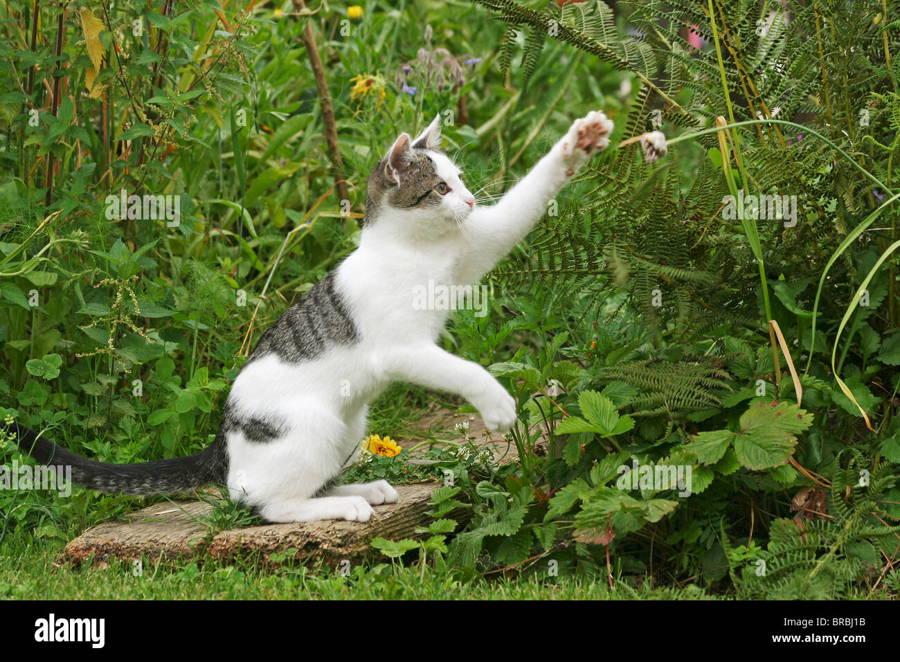 Domestic cat. Kitten in a garden, playing with a plant Stock Photo - Alamy