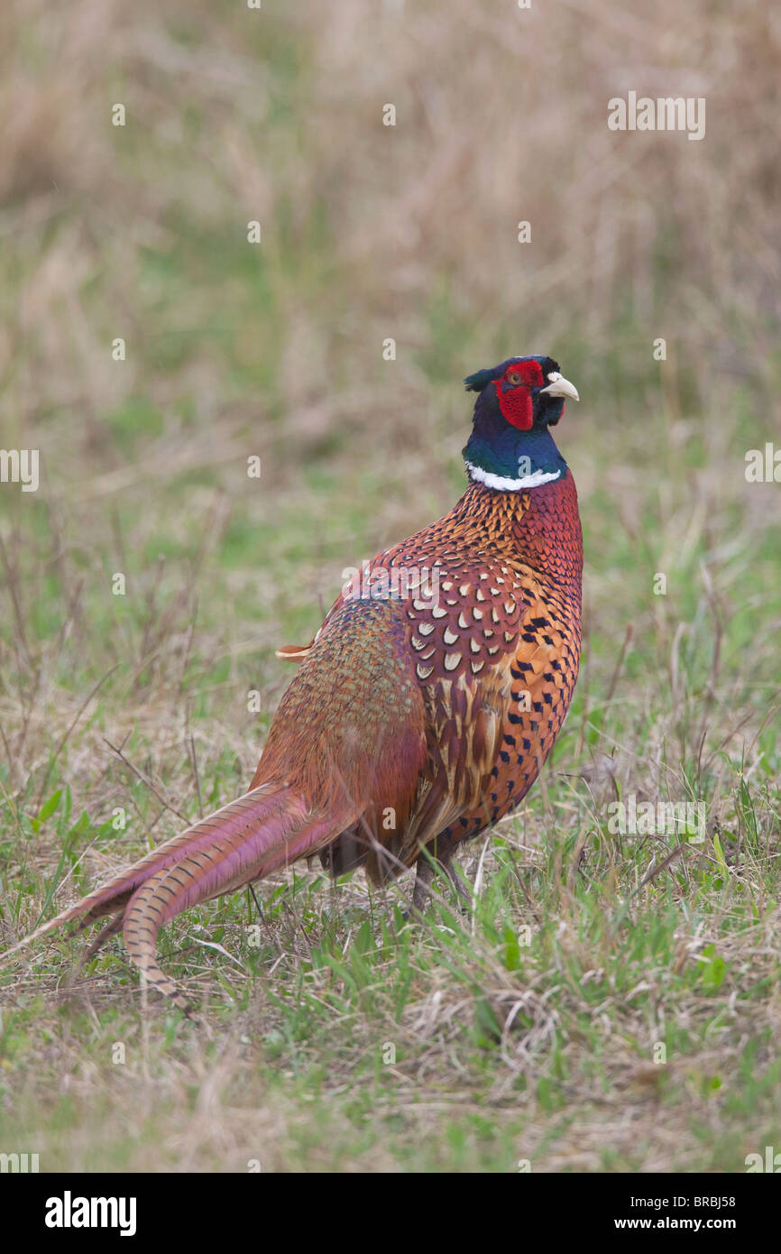 Male common pheasant stands hi-res stock photography and images - Alamy