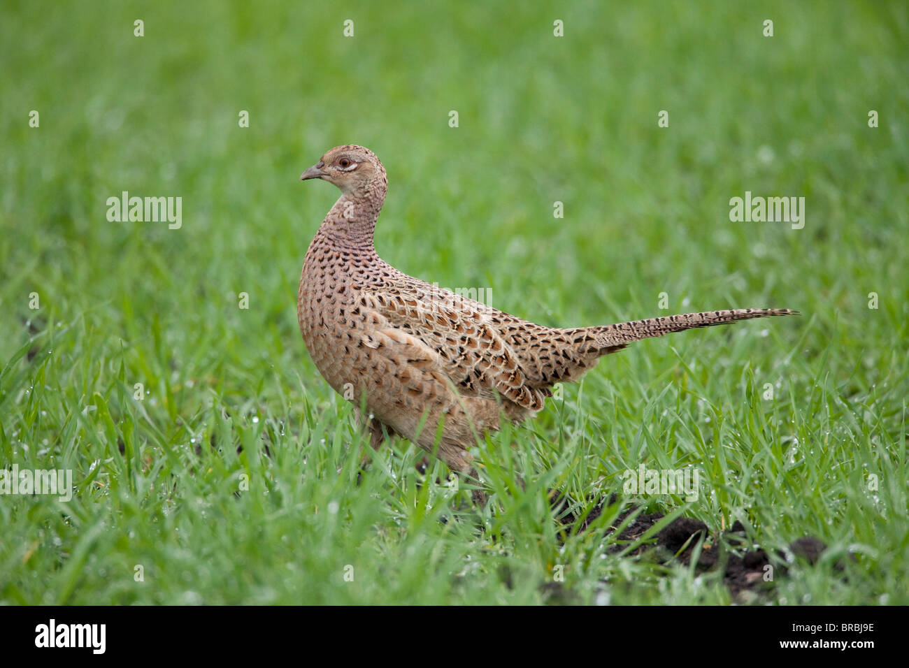 Common Pheasant (female) - standing on meadow / Phasianus colchicus ...