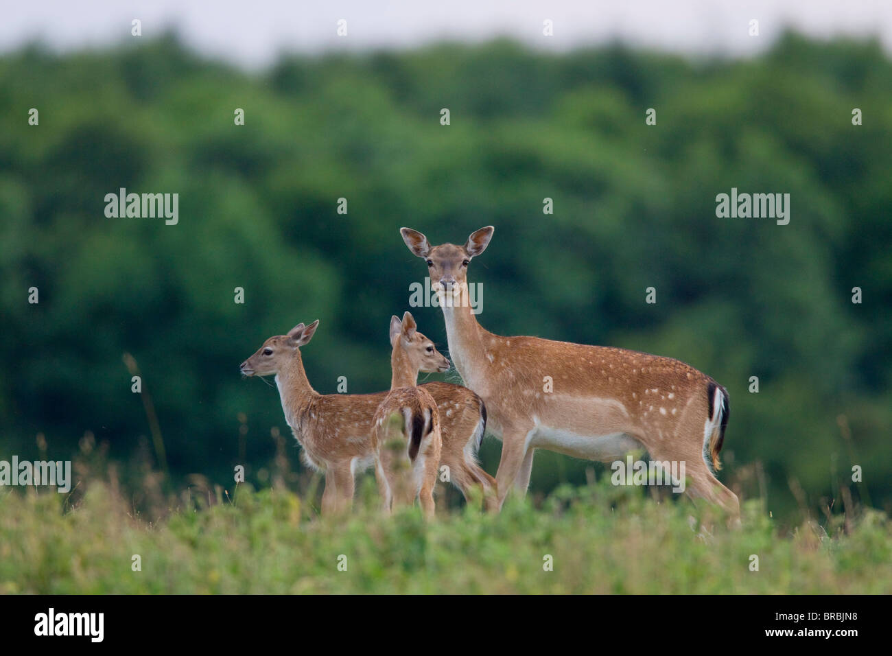 Female deer in grass hi-res stock photography and images - Alamy