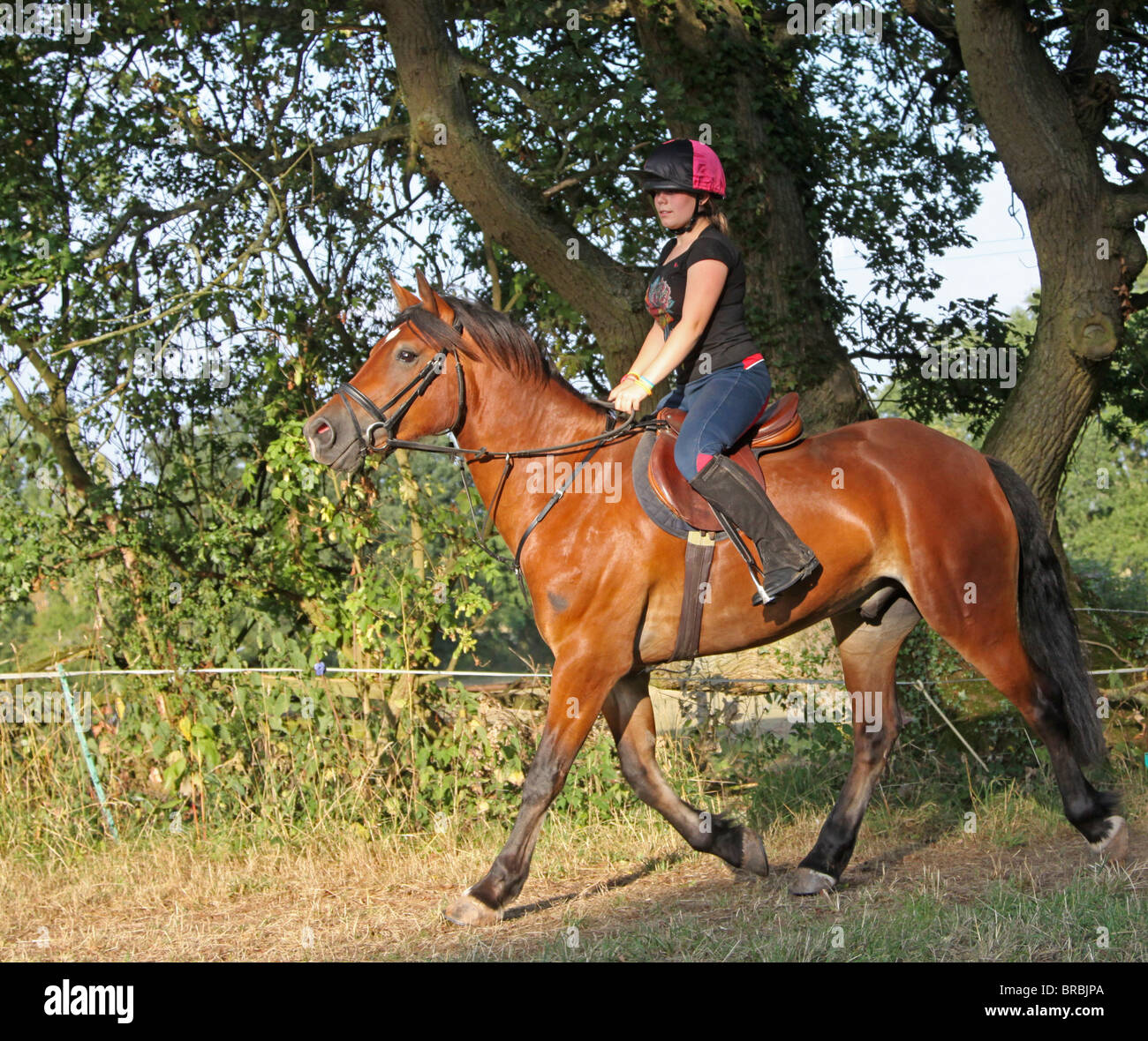 A teeage girl riding a beautiful bay Welsh Cob Stock Photo - Alamy