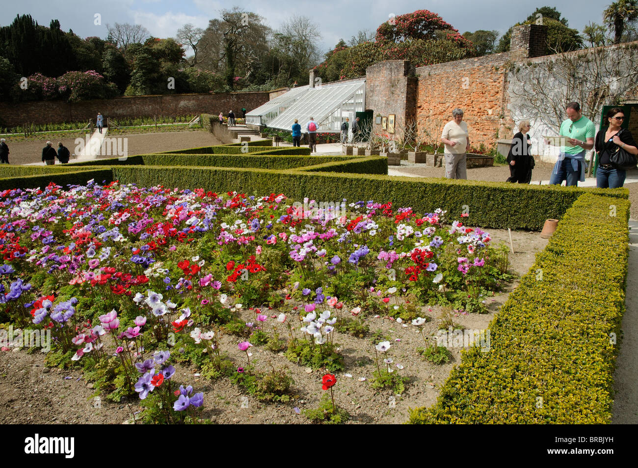 Spring flowers in a walled garden at The Lost Gardens of Heligan in ...