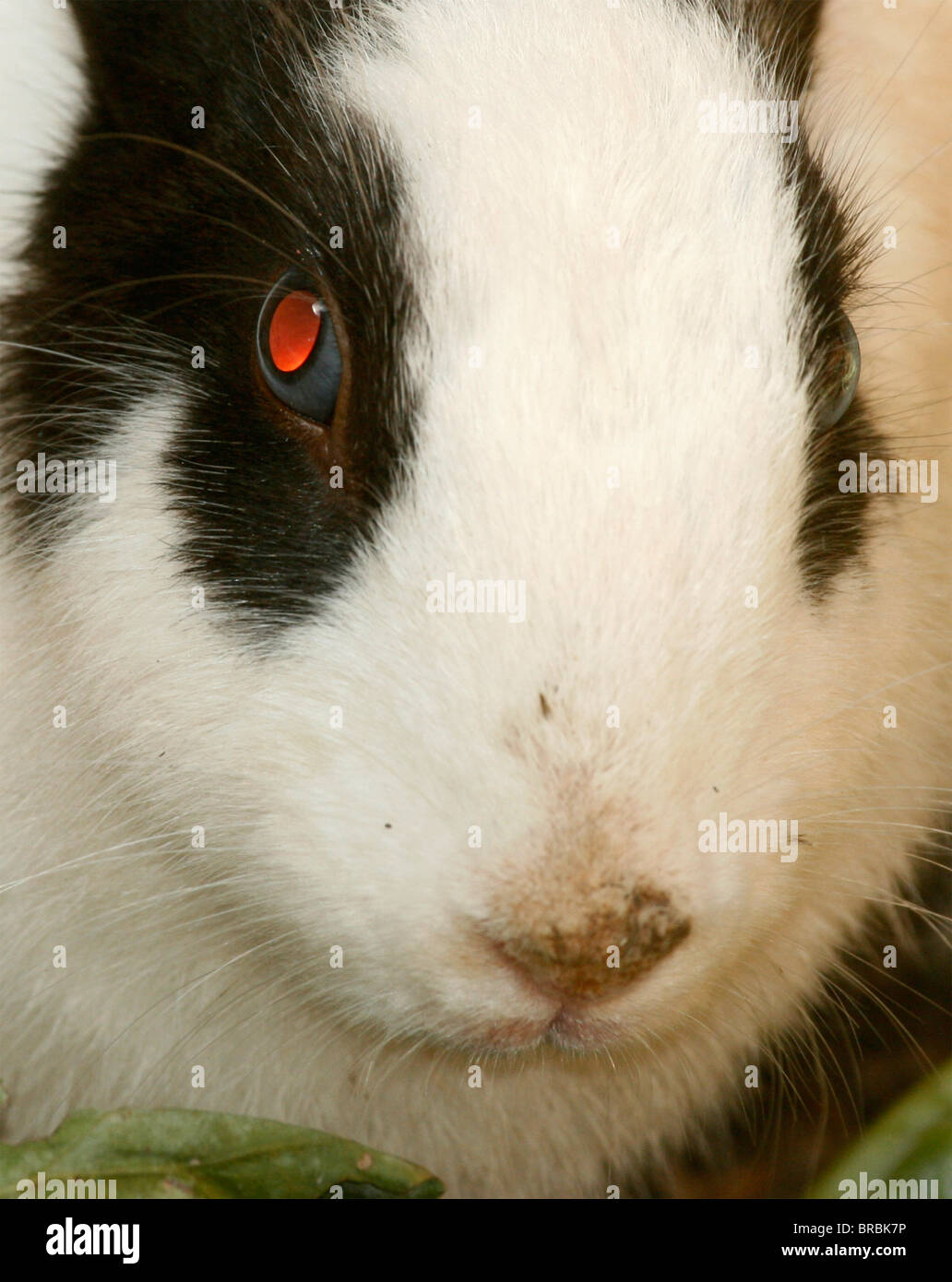 A rabbit with a distinct red eye Stock Photo - Alamy