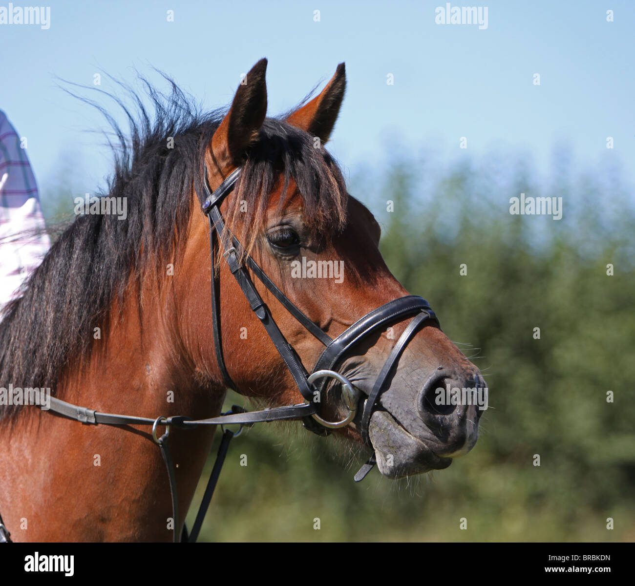 Head of a beautiful bay Welsh Cob Stock Photo - Alamy