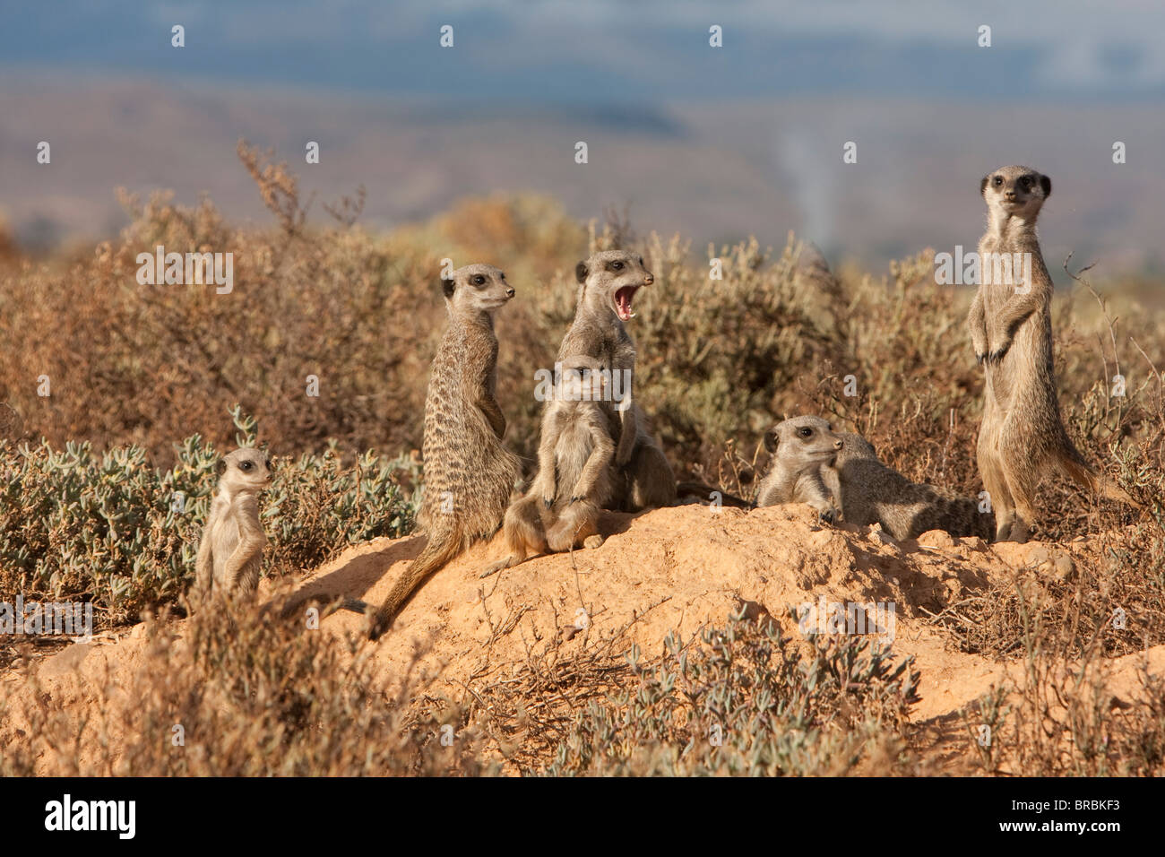 Meerkat mob hi-res stock photography and images - Alamy