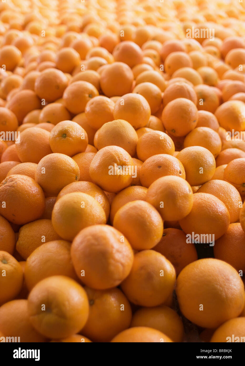 a huge pile of fresh oranges being readied for Market Stock Photo - Alamy