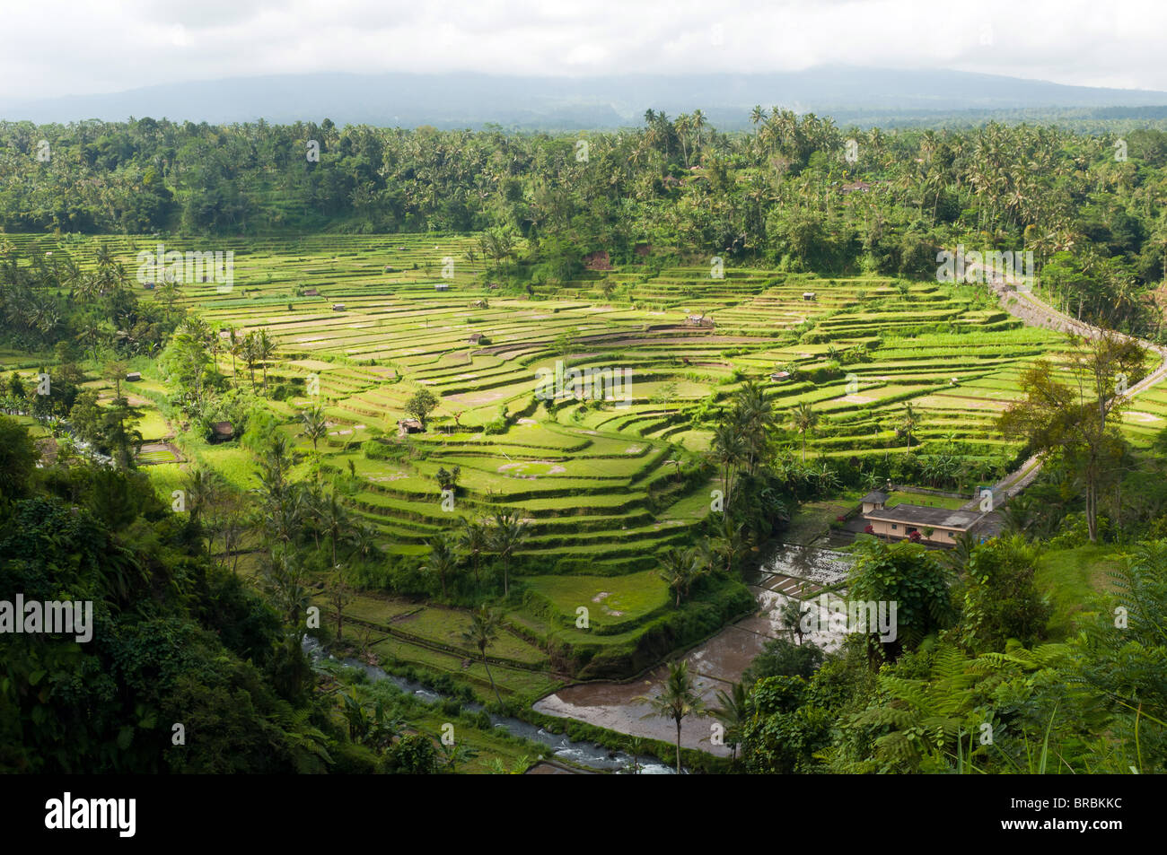 Rice terraces in Bali, Indonesia Stock Photo - Alamy