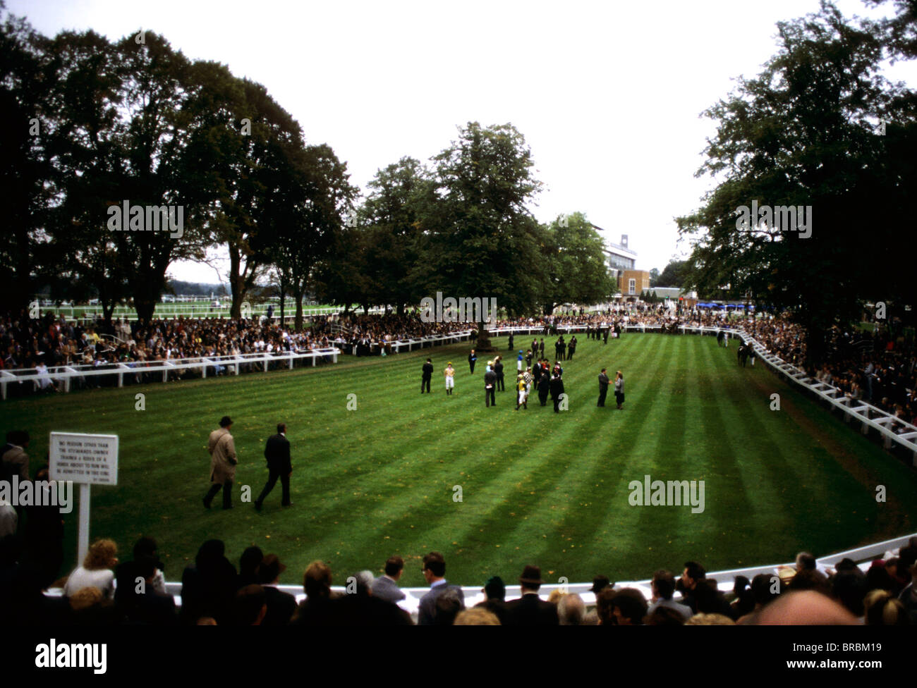 Parade ring at a race course with tree lined surrounds Stock Photo - Alamy