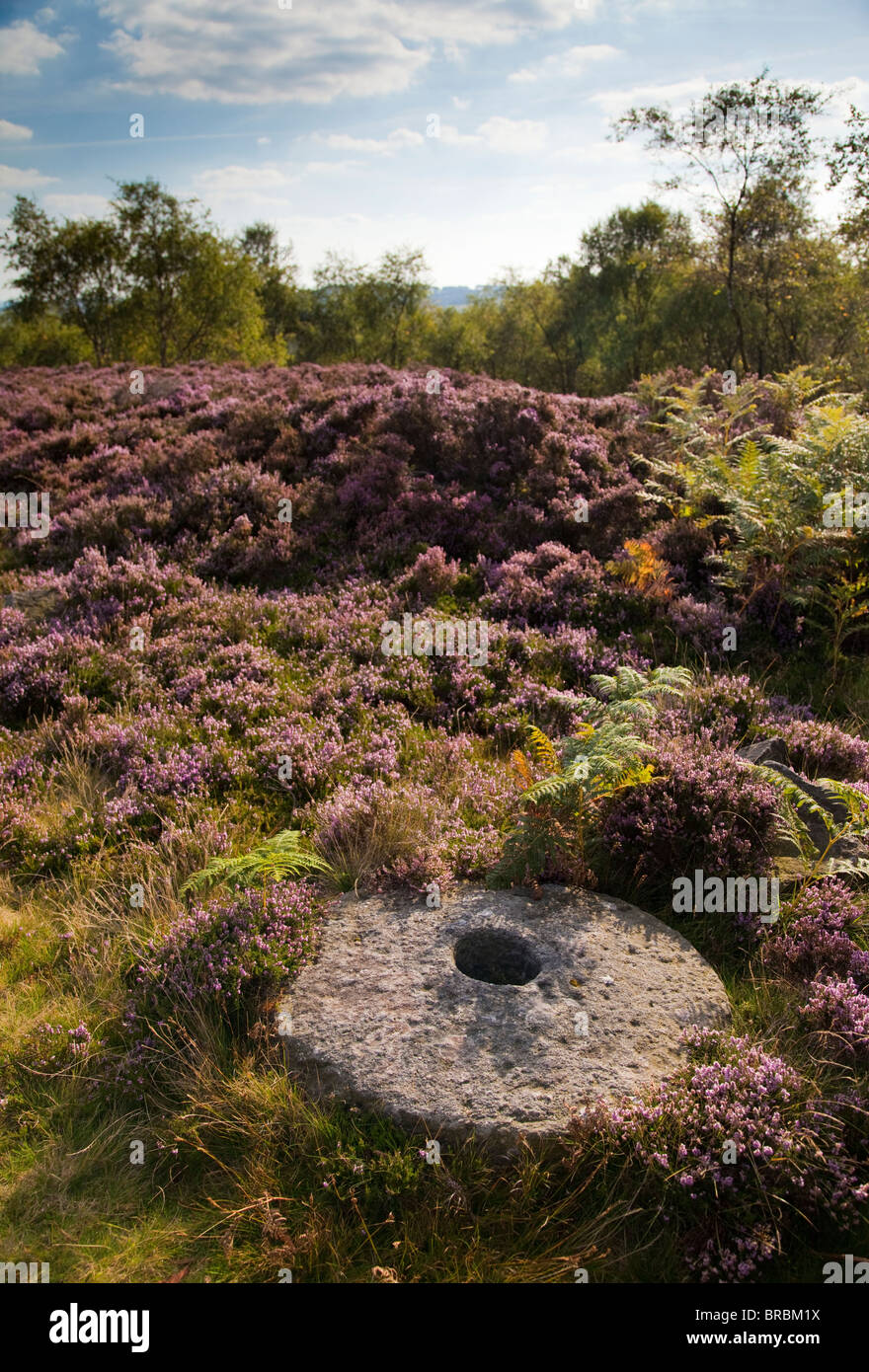 A carpet of purple heather covers the Derbyshire Peak District National ...
