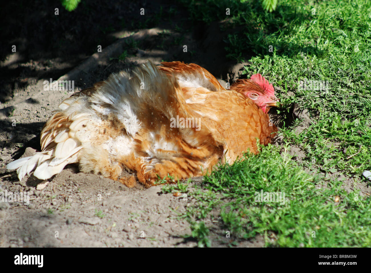 chicken - lying in sand Stock Photo - Alamy