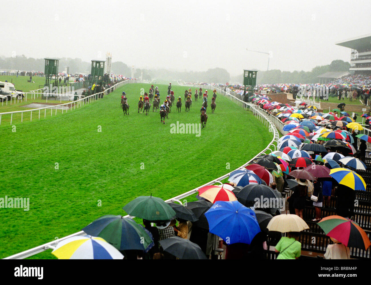 Horses drive towards the finish line in the rain Stock Photo - Alamy