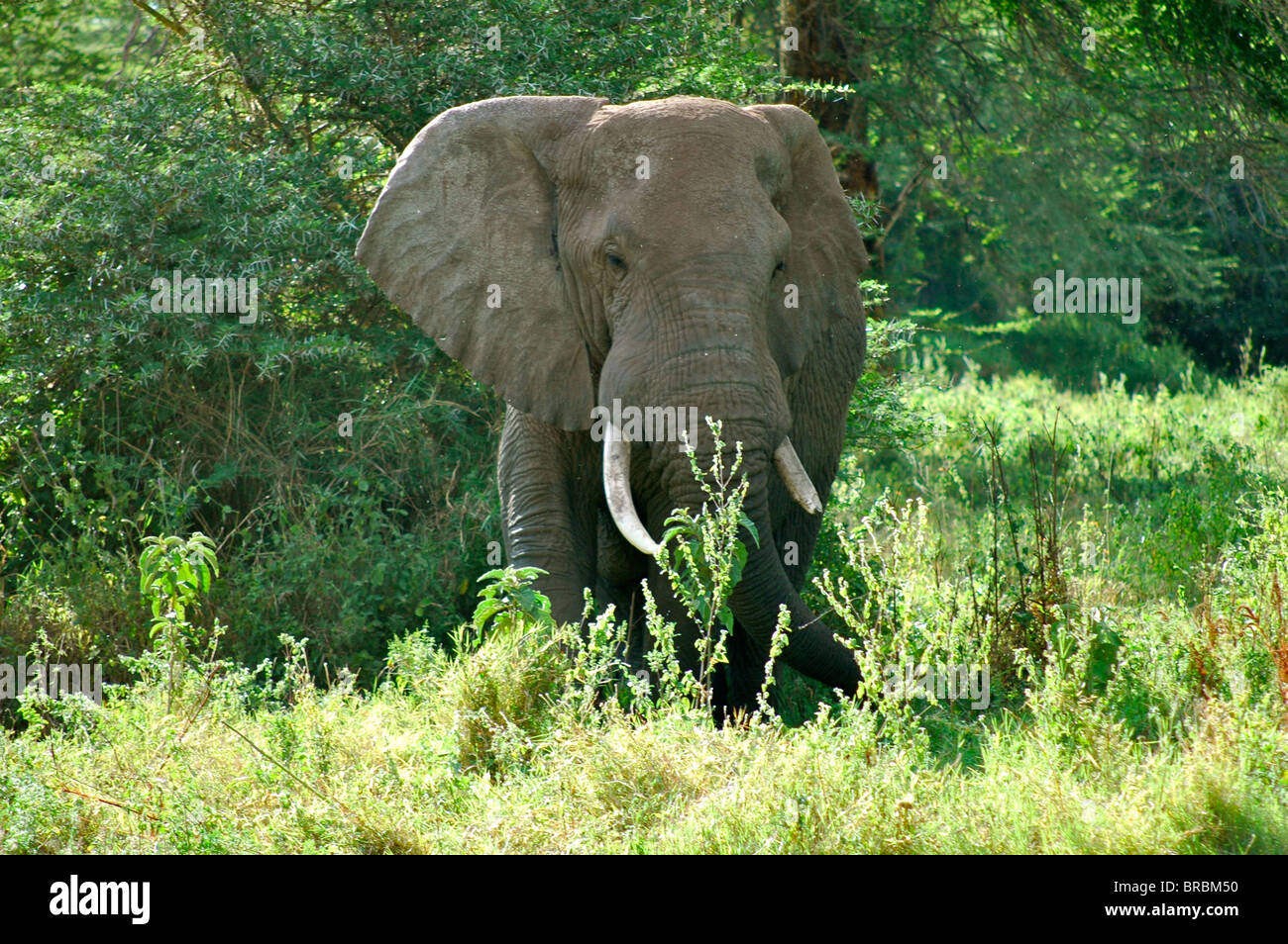 A large African bull elephant Stock Photo - Alamy