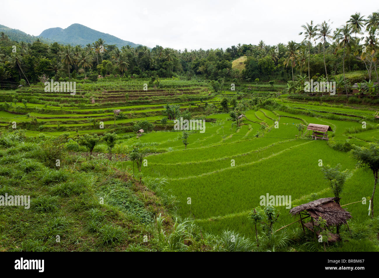 Rice terraces in Bali, Indonesia Stock Photo - Alamy